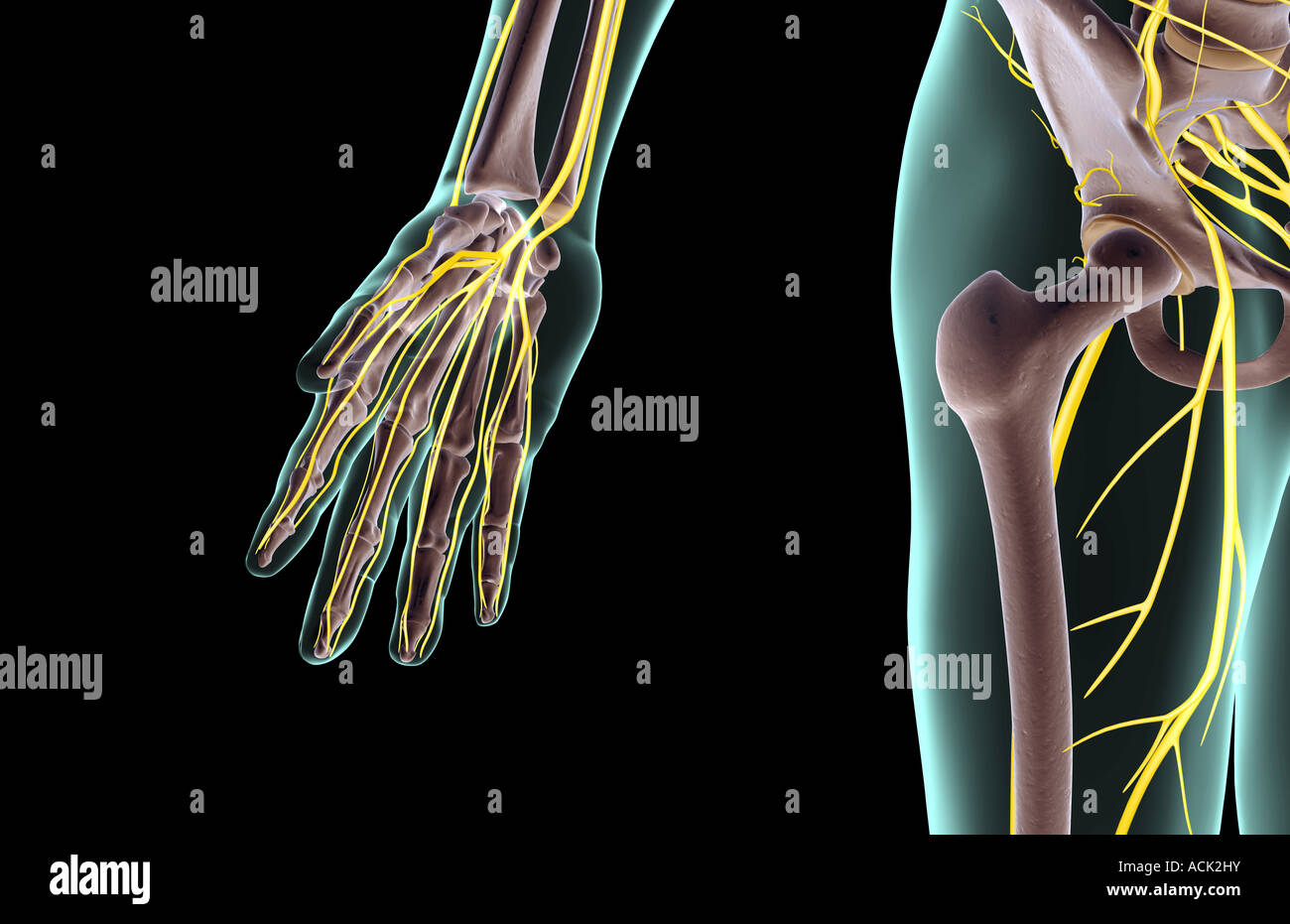 Nerves Hip High Resolution Stock Photography and Images - Alamy