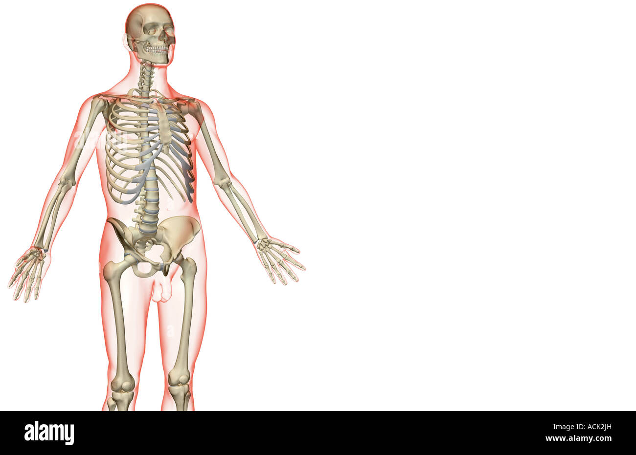 The bones of the upper body Stock Photo - Alamy
