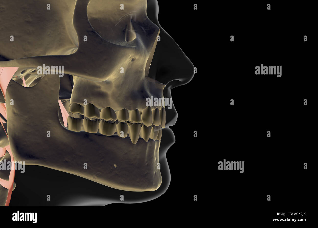The bones of the jaw Stock Photo - Alamy