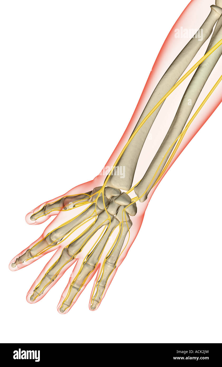 The nerves of the forearm Stock Photo - Alamy
