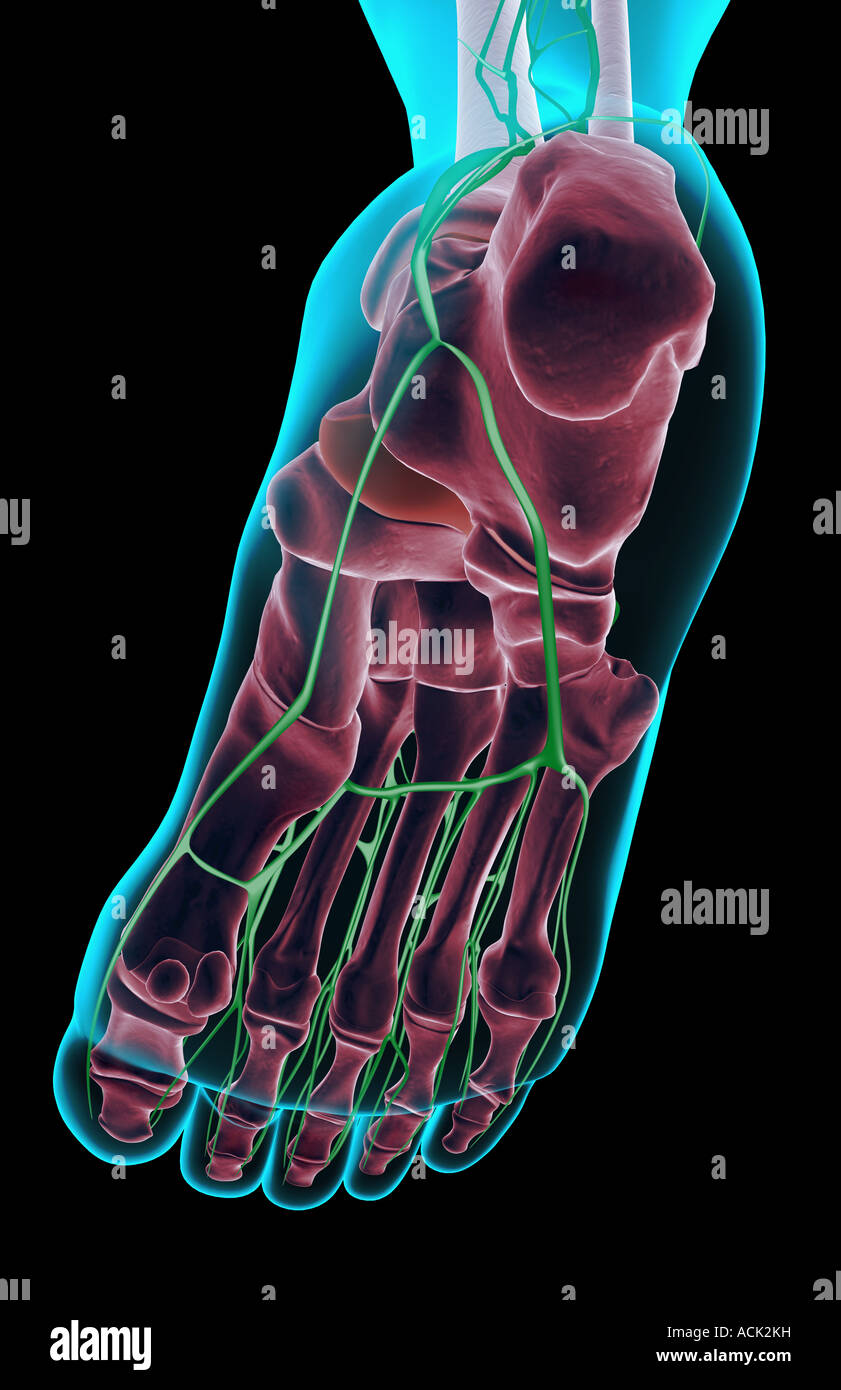 The lymph supply of the foot Stock Photo - Alamy