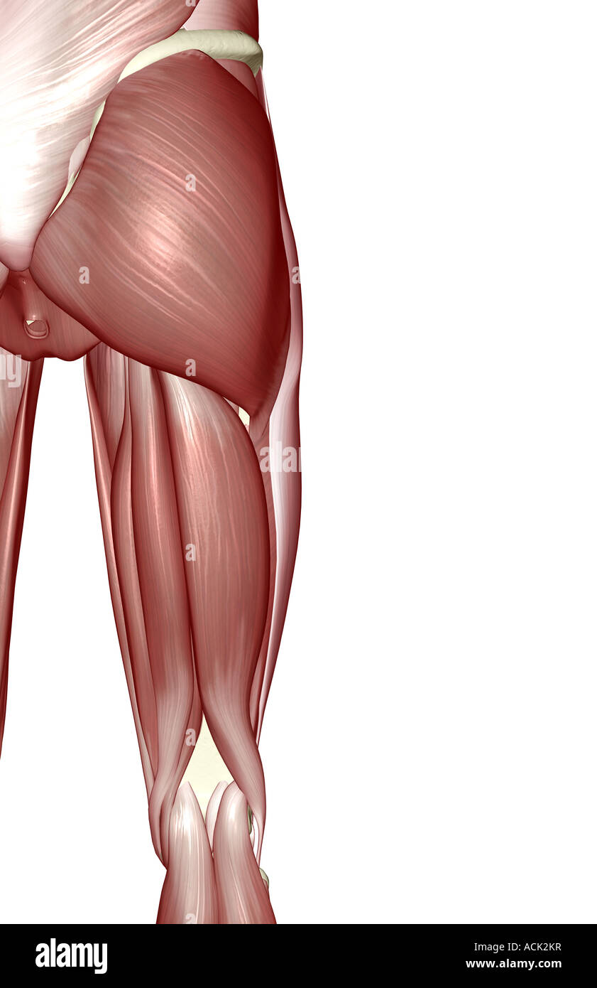The muscles of the hip and lower limb Stock Photo - Alamy