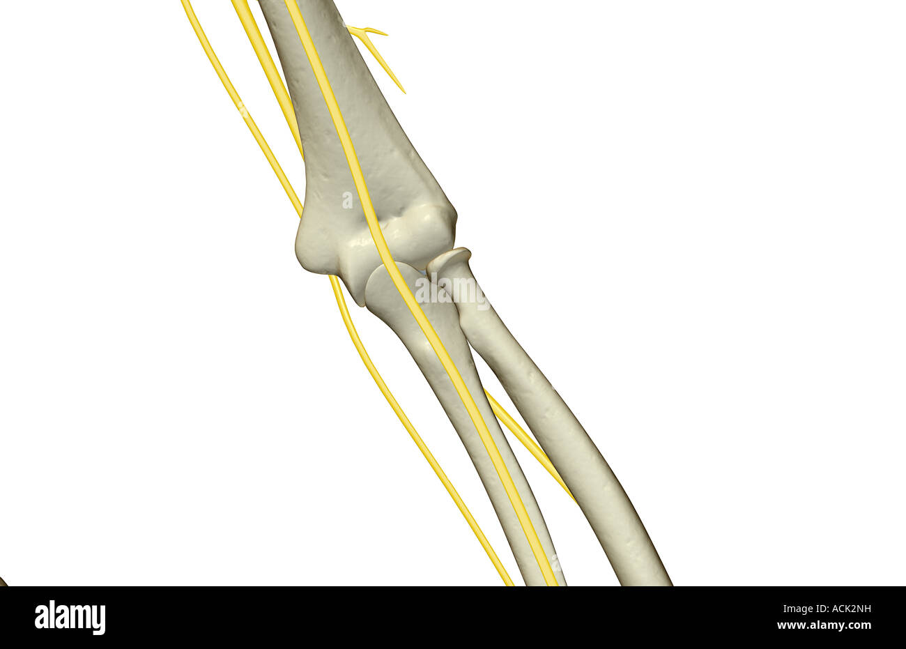 Median nerve hi-res stock photography and images - Alamy