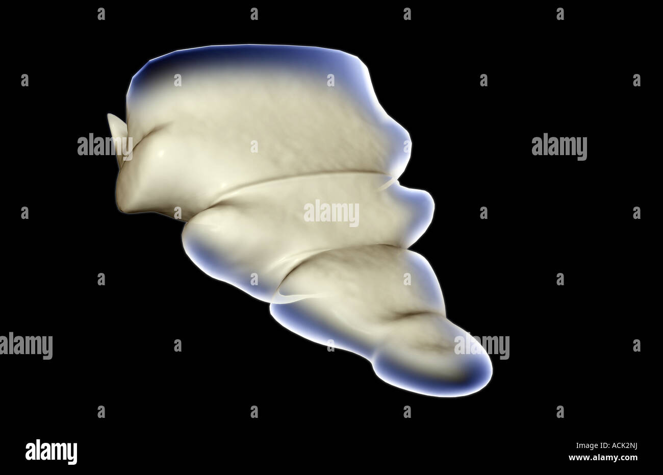 The tail bone Stock Photo - Alamy