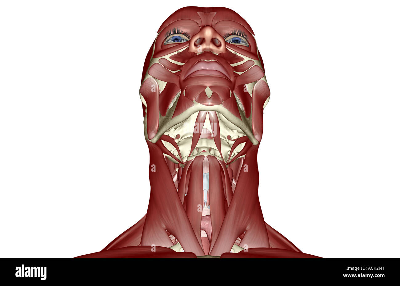 Human neck muscles sternocleidomastoid illustration hi-res stock ...