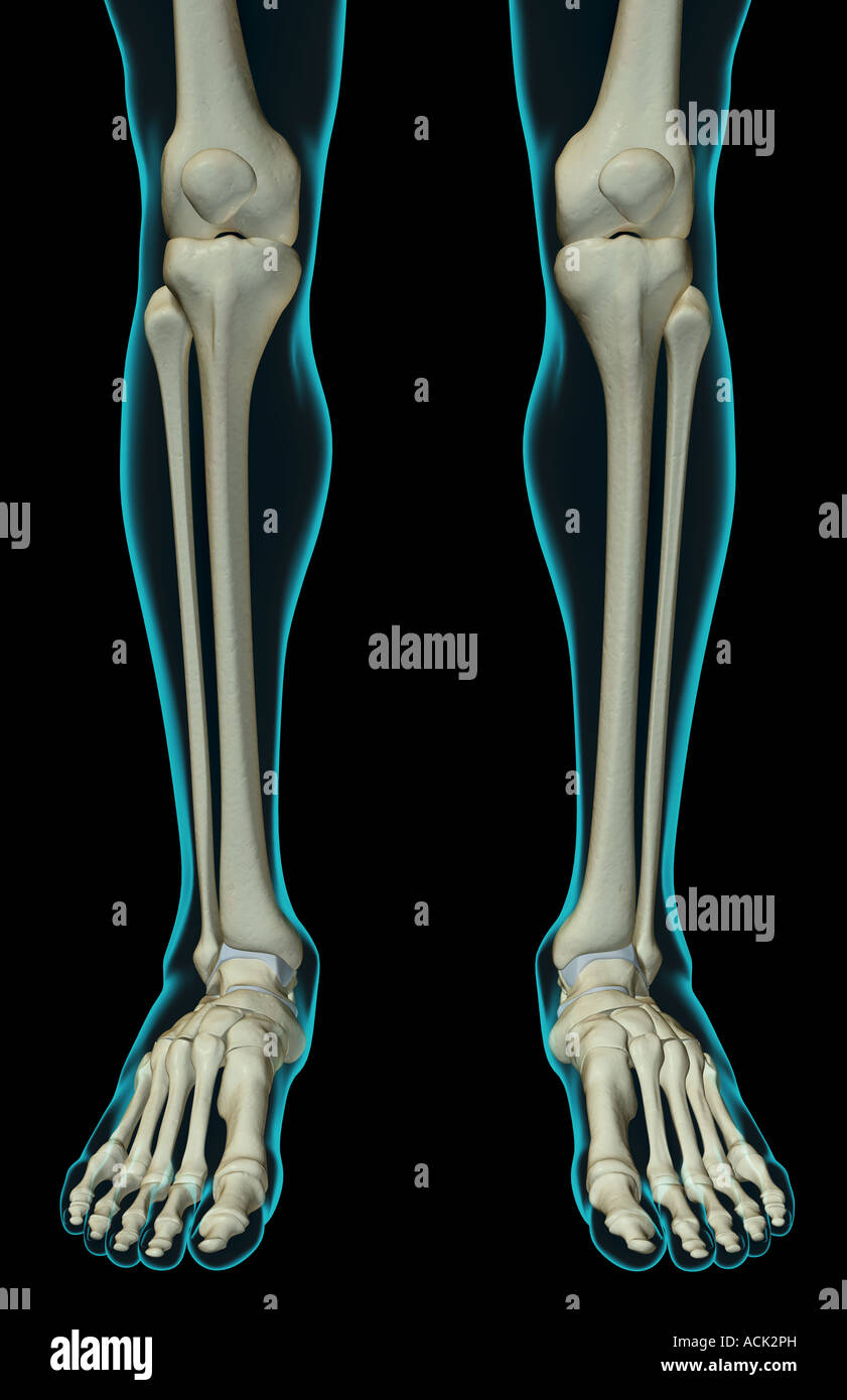 The bones of the leg Stock Photo - Alamy
