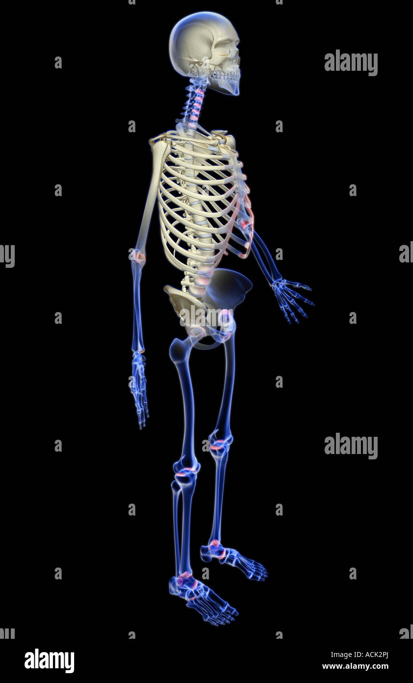 The skeletal system Stock Photo - Alamy