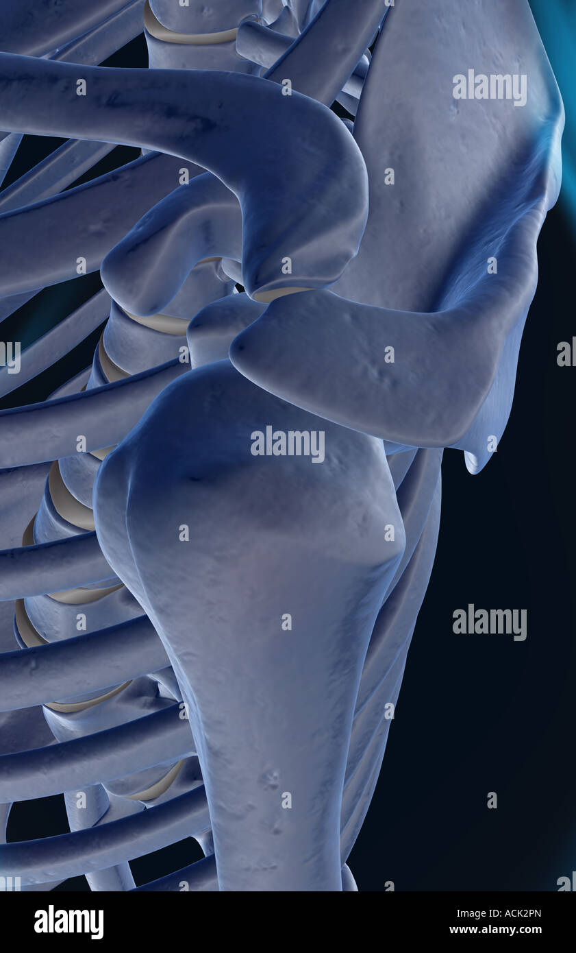 The bones of the shoulder Stock Photo - Alamy