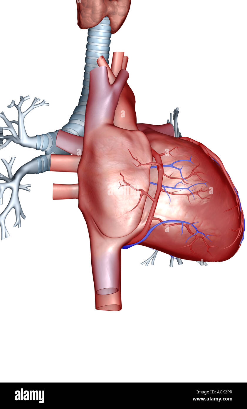 Coronary sulcus hi-res stock photography and images - Alamy