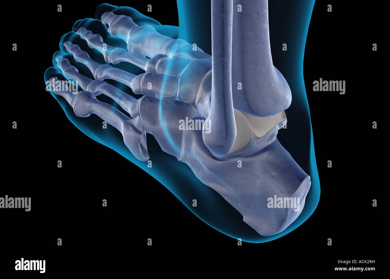 Foot anatomy bones side view hi-res stock photography and images - Alamy