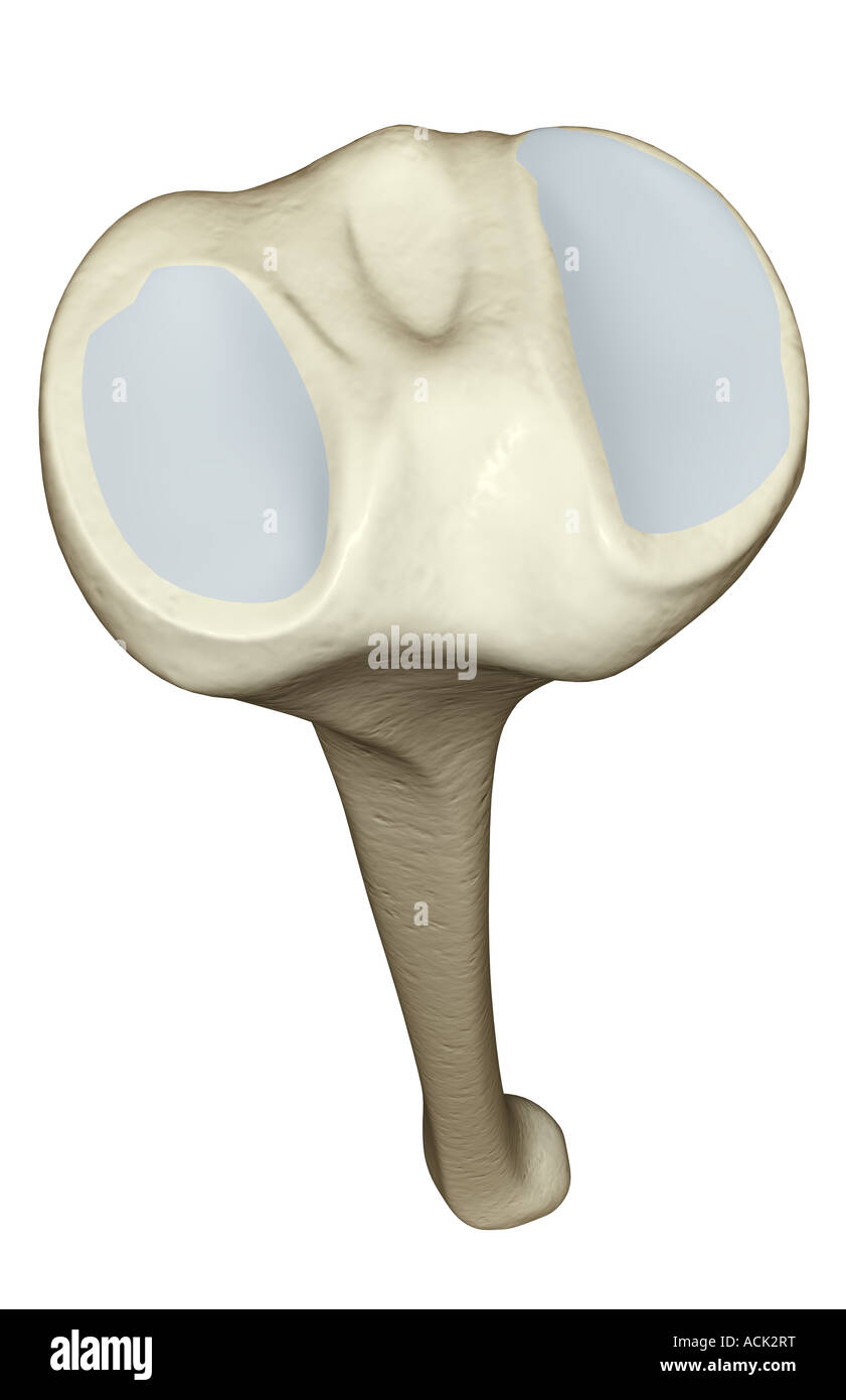 Medial tibial condyle hi-res stock photography and images - Alamy