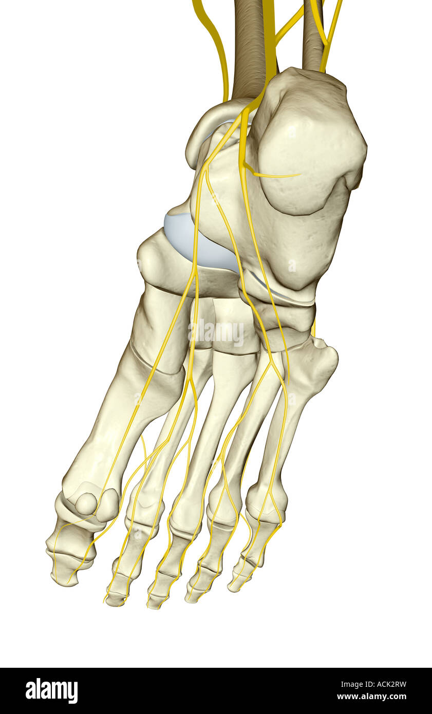 Nerves Foot High Resolution Stock Photography and Images - Alamy