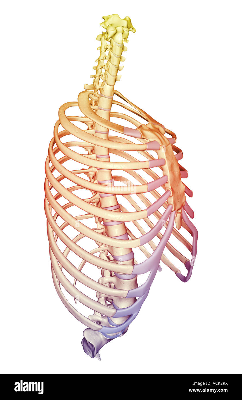 Thorax bone Cut Out Stock Images & Pictures - Alamy