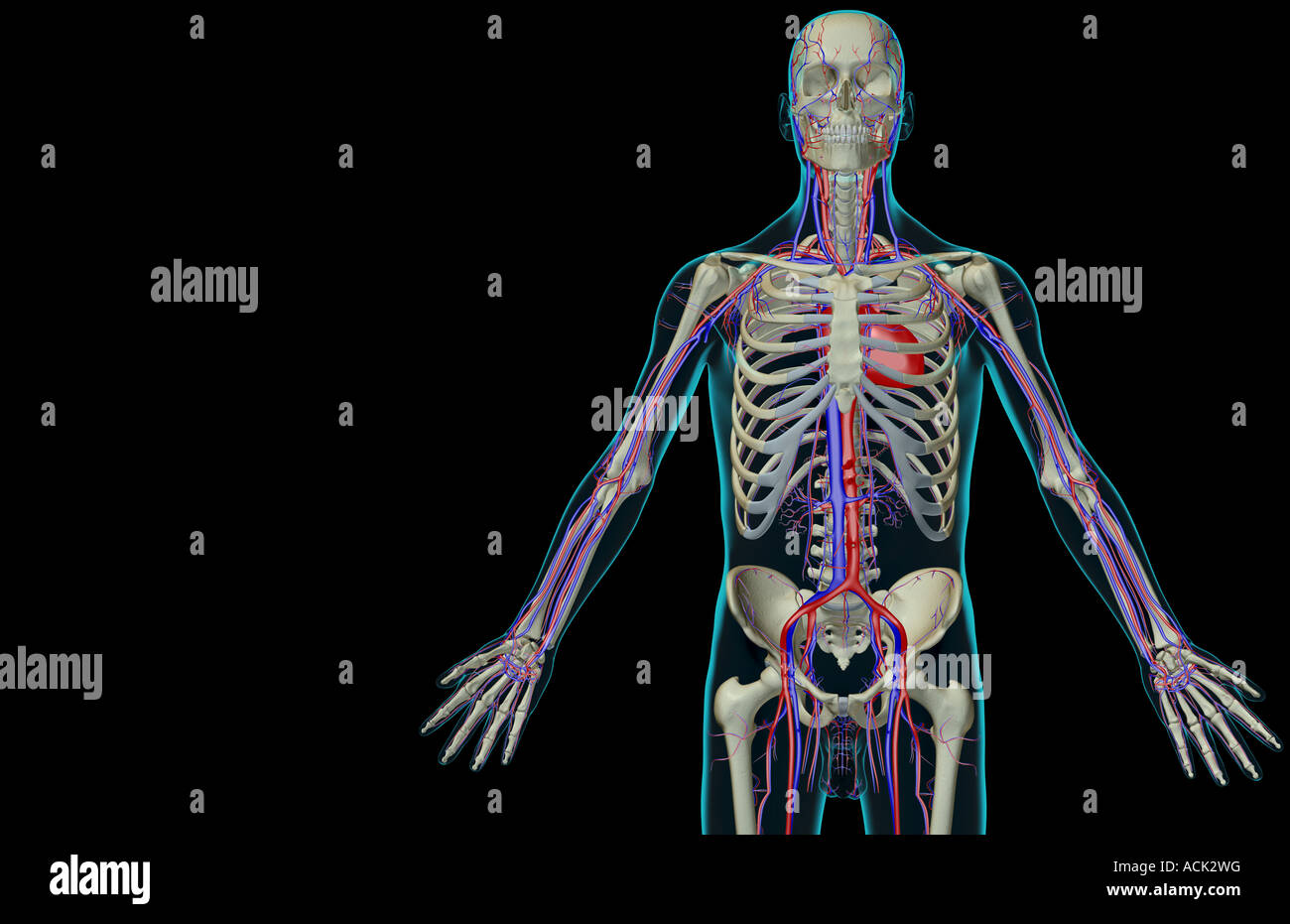 Upper chest anatomy hi-res stock photography and images - Alamy