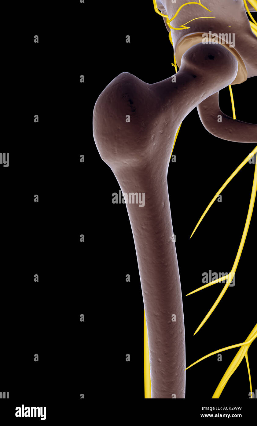 The nerves of the hip Stock Photo - Alamy