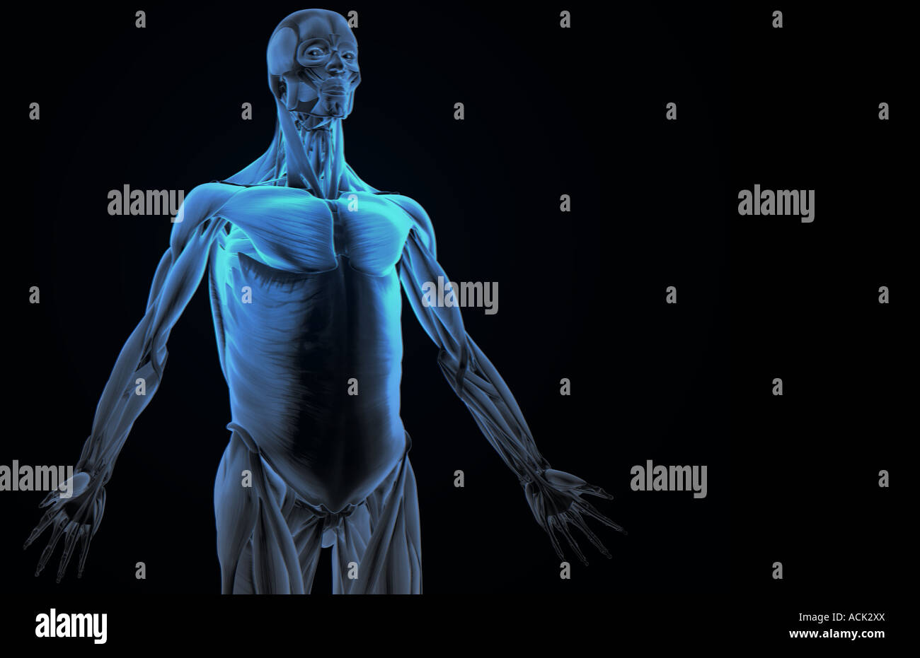 The muscles of the upper body Stock Photo - Alamy