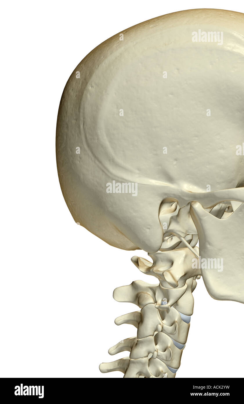 The bones of the head and neck Stock Photo - Alamy