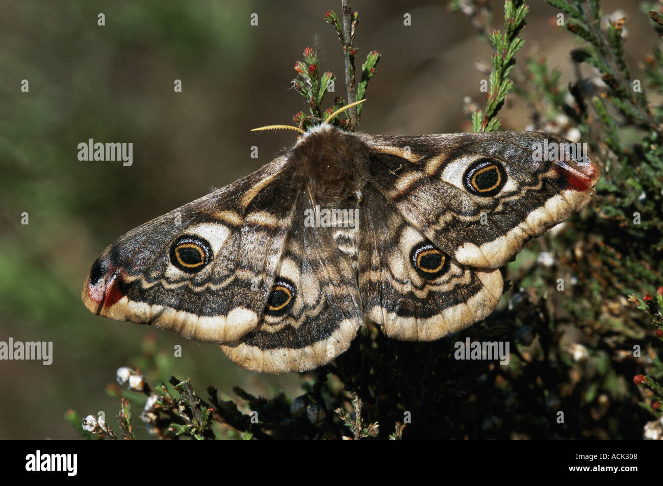 Wing of emperor moth hi-res stock photography and images - Alamy