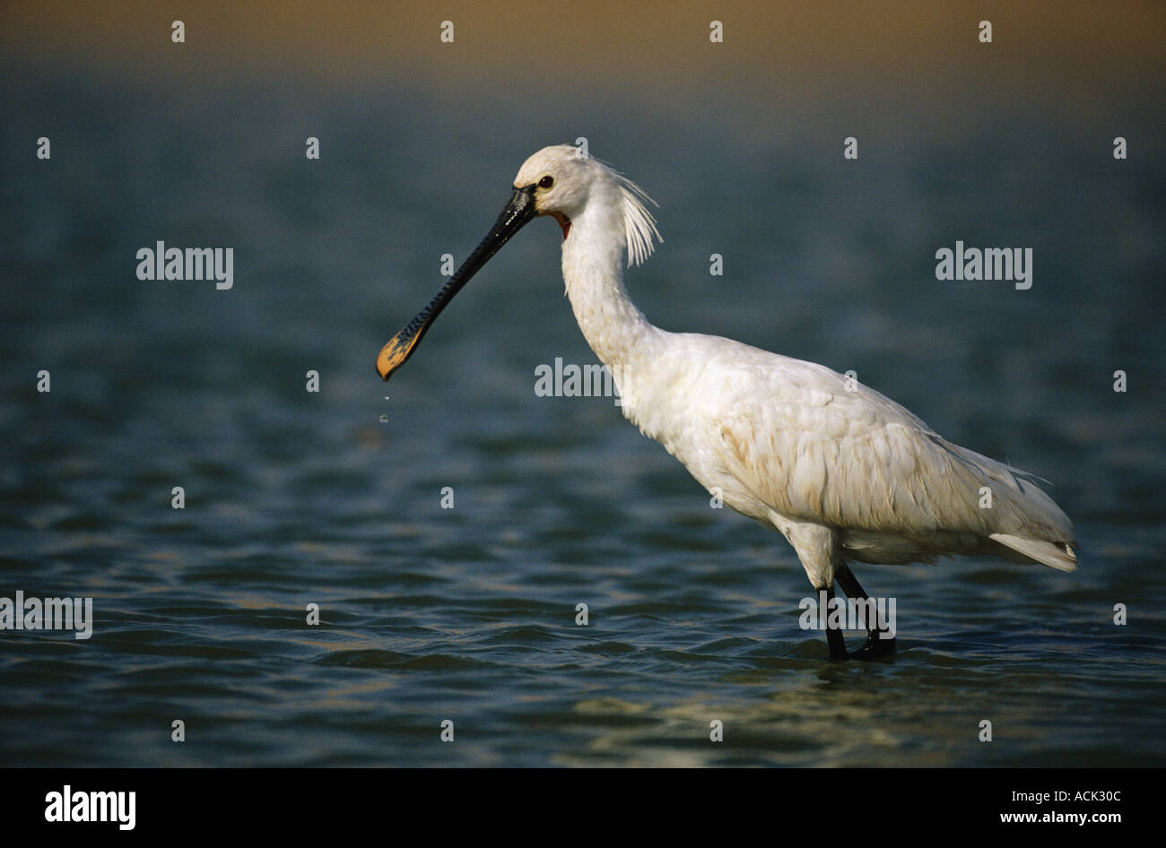 White spoonbill fishing Platalea leucorodia Texel Island Netherlands ...