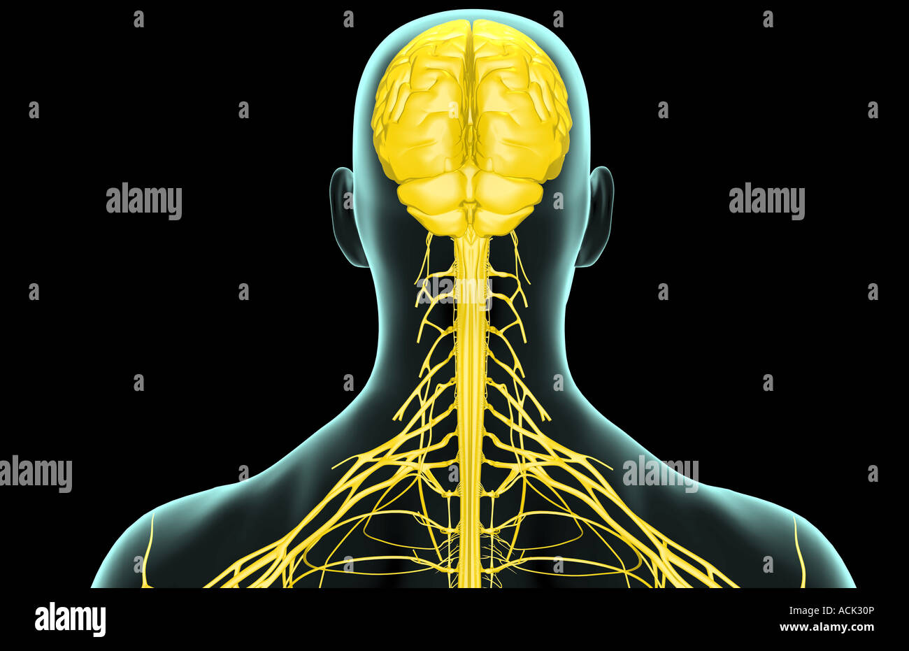 The nerves of the neck Stock Photo - Alamy