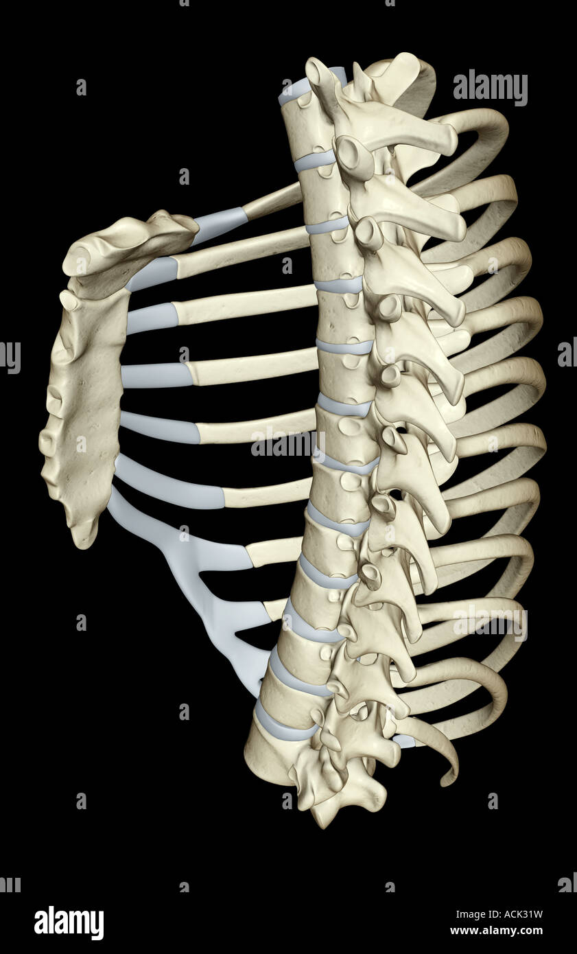 Transverse ribs hi-res stock photography and images - Alamy