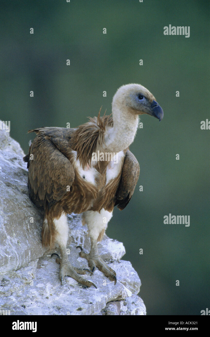 Gyps indicus rajasthan hi-res stock photography and images - Alamy