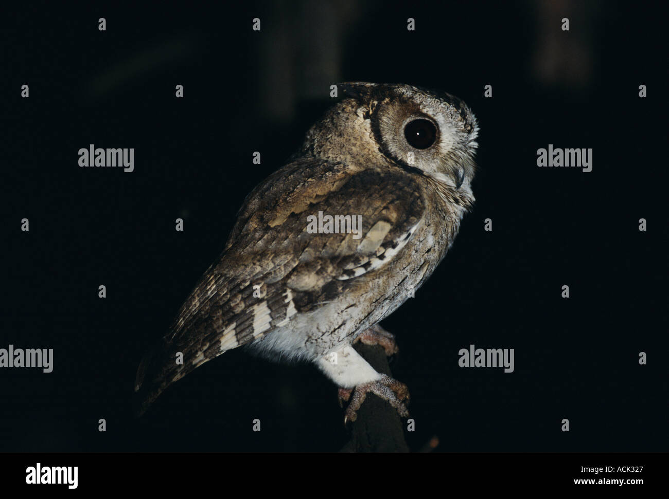 Collared owls hi-res stock photography and images - Alamy