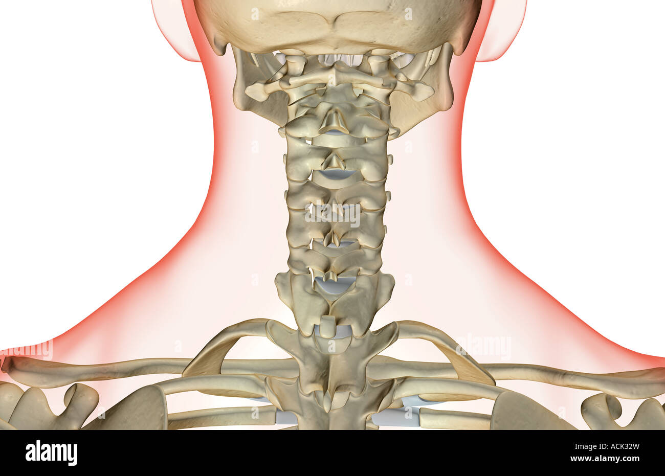 The bones of the neck Stock Photo - Alamy