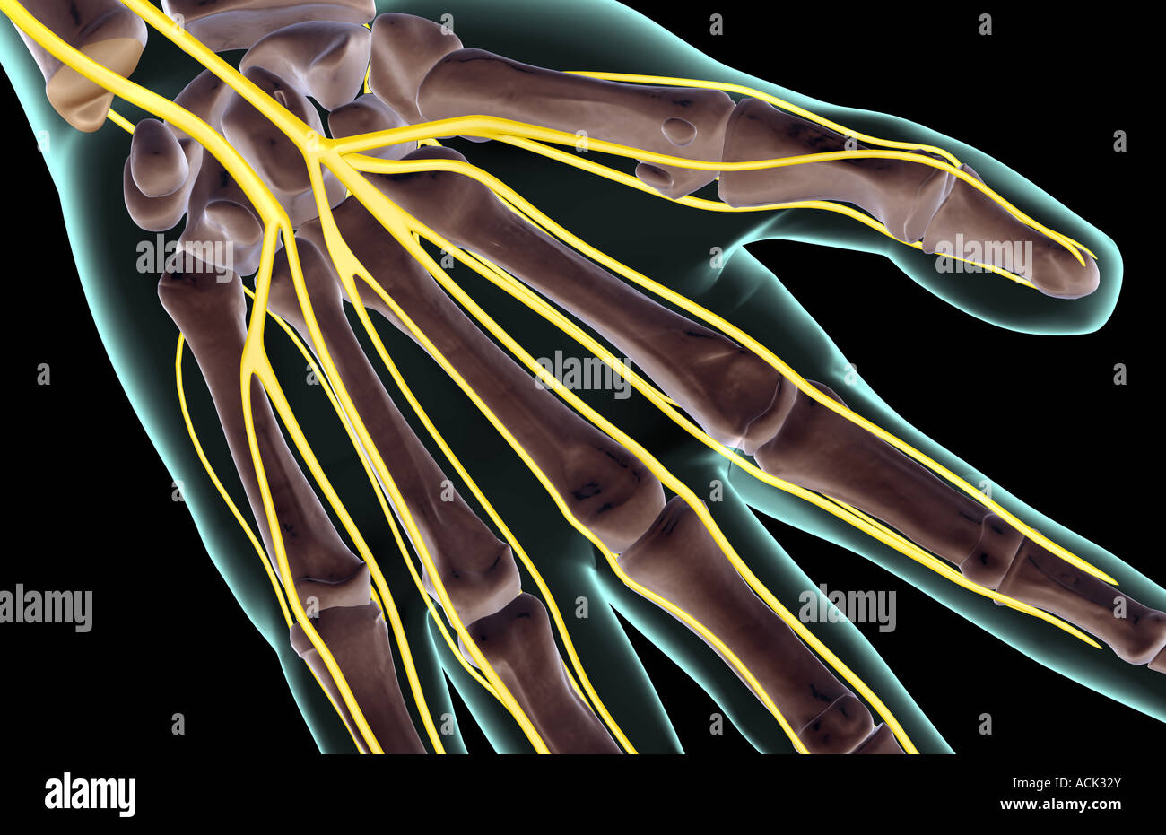 The nerves of the hand Stock Photo - Alamy