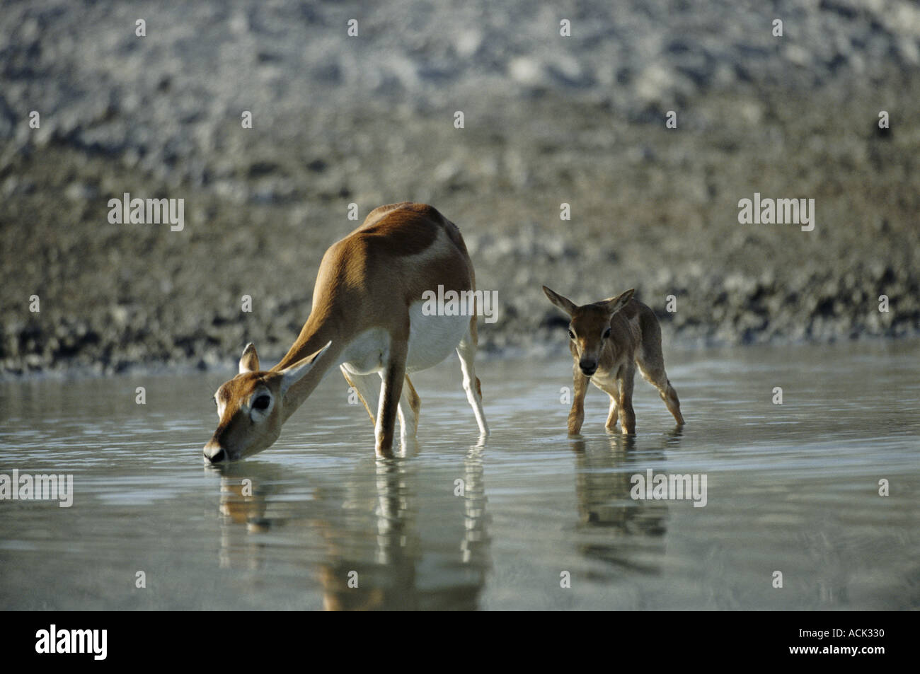 Blackbuck Antelope Baby