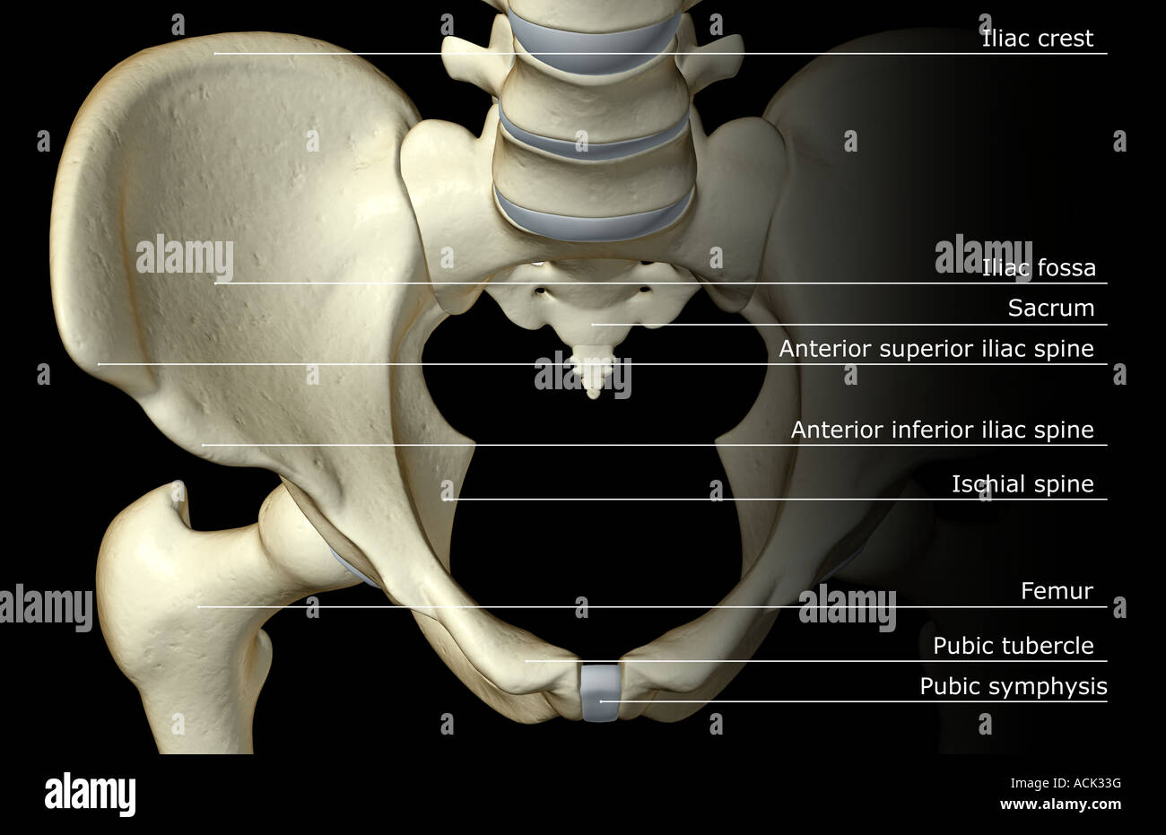 The bones of the pelvis Stock Photo - Alamy
