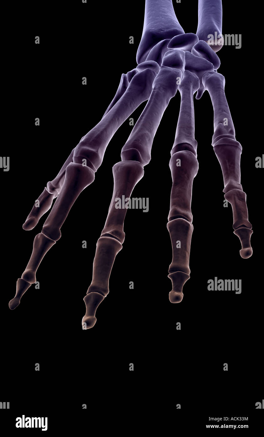 Triquetrum Bone High Resolution Stock Photography and Images - Alamy