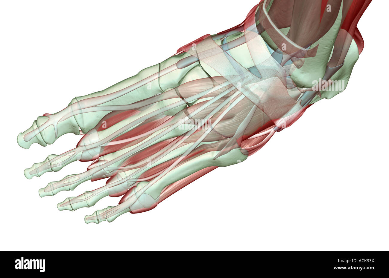 The musculoskeleton of the foot Stock Photo - Alamy