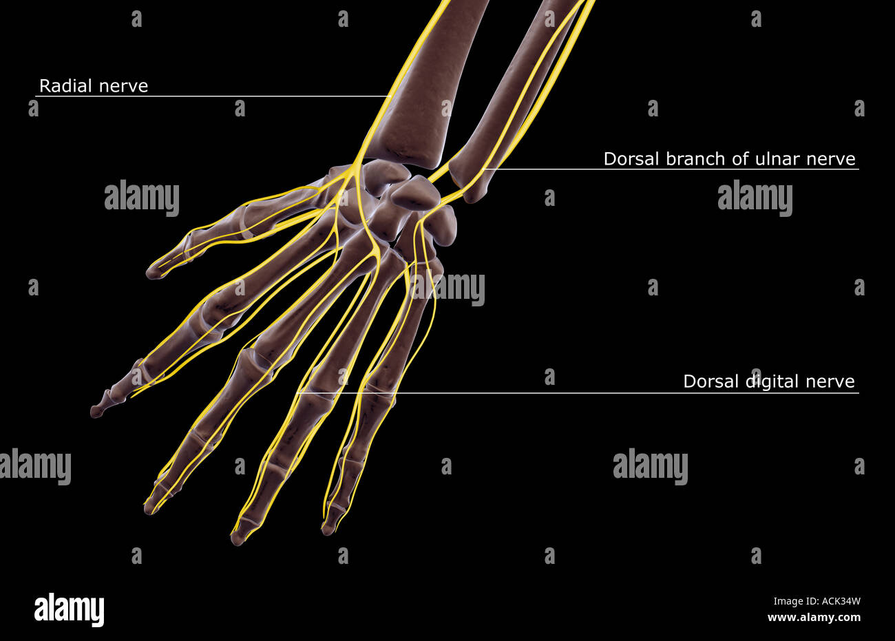 The nerves of the hand Stock Photo - Alamy