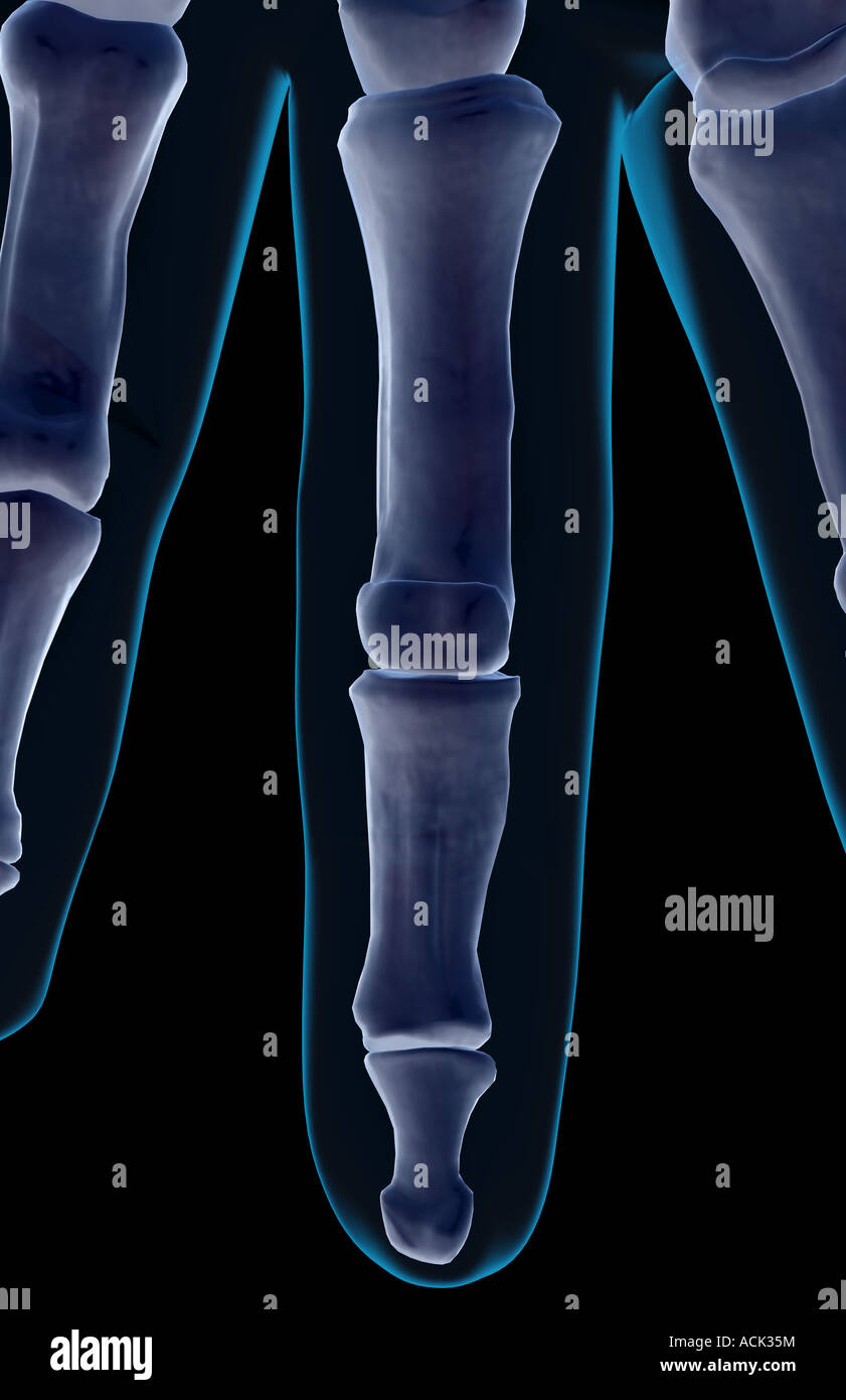 The bones of the fingers Stock Photo - Alamy