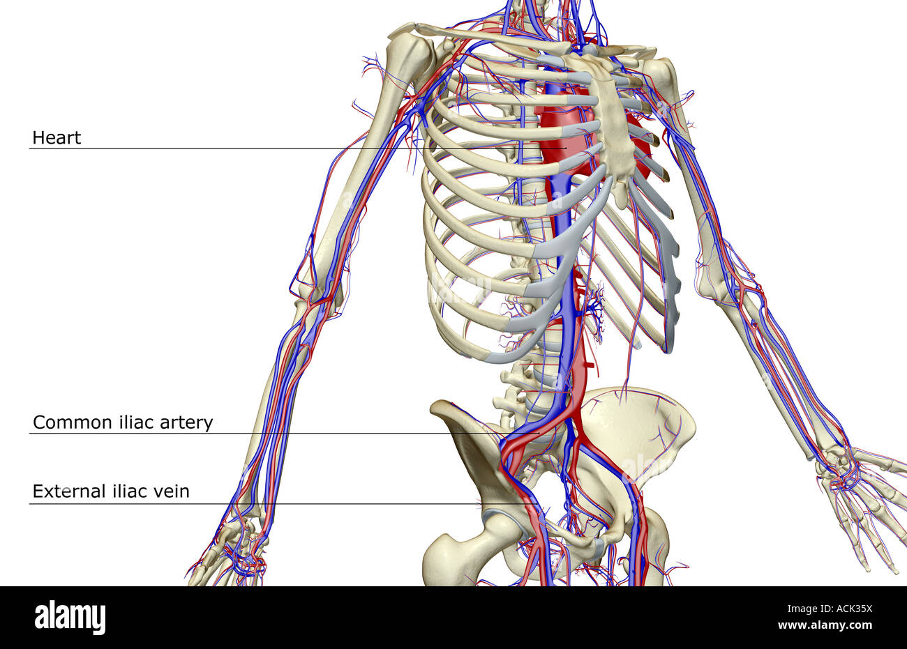 The blood supply of the trunk Stock Photo - Alamy