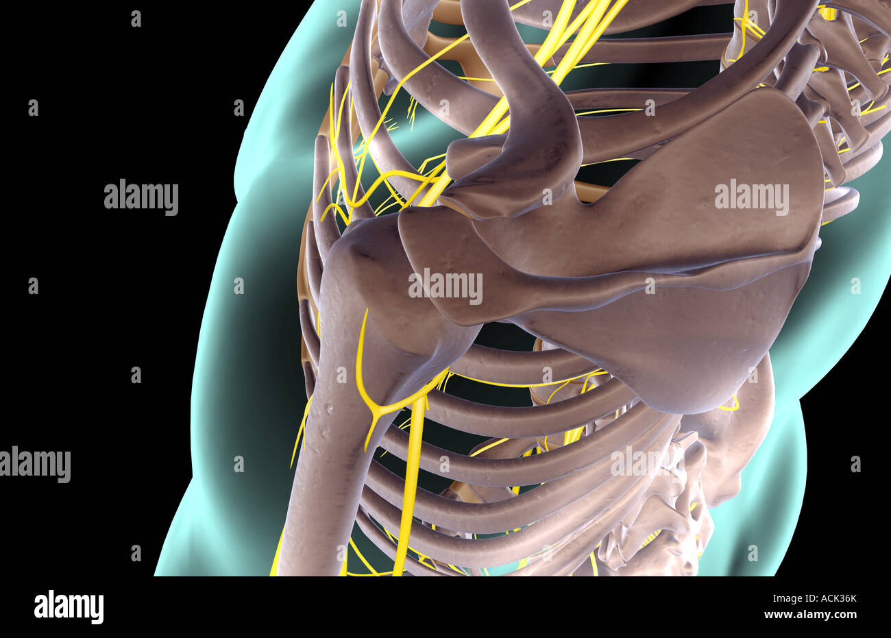 The nerves of the shoulder Stock Photo - Alamy