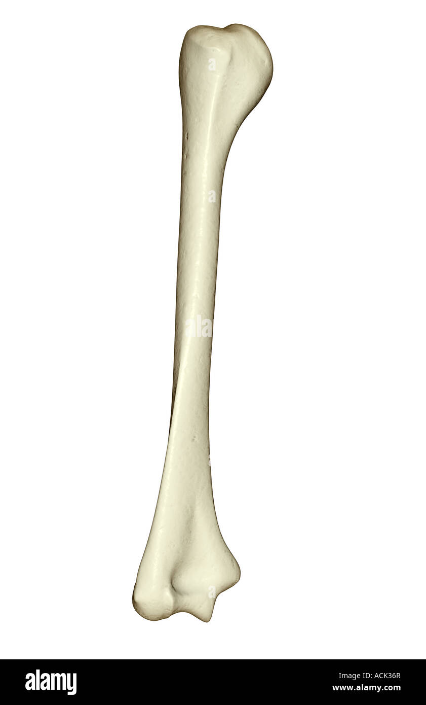 Humerus
