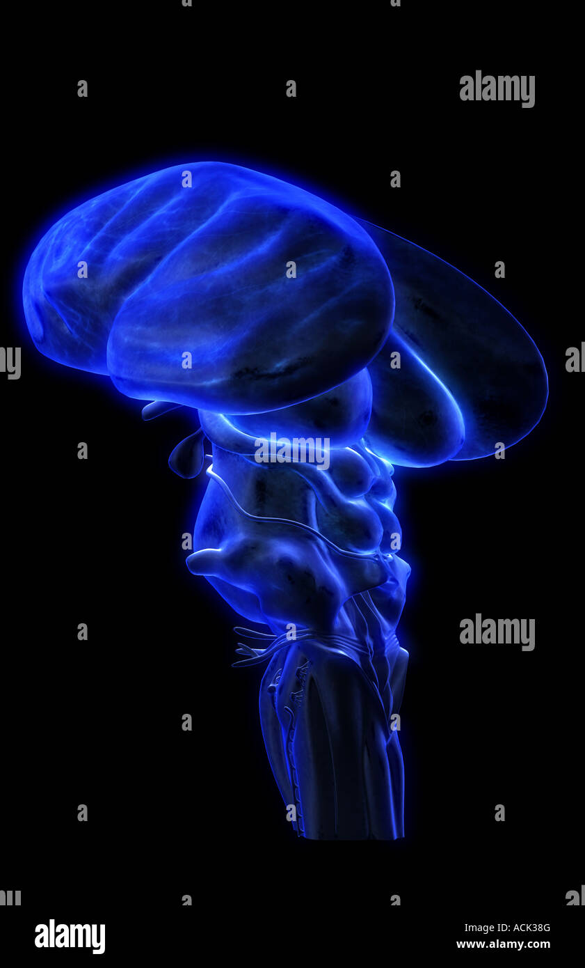 Human brain anatomy superior view hi-res stock photography and images ...