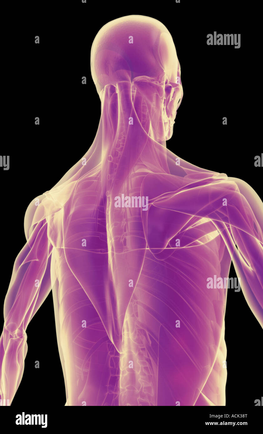 The muscles of the upper body Stock Photo - Alamy