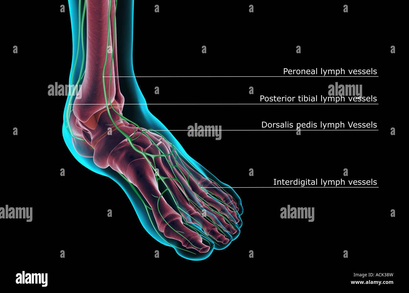 The lymph supply of the foot Stock Photo - Alamy