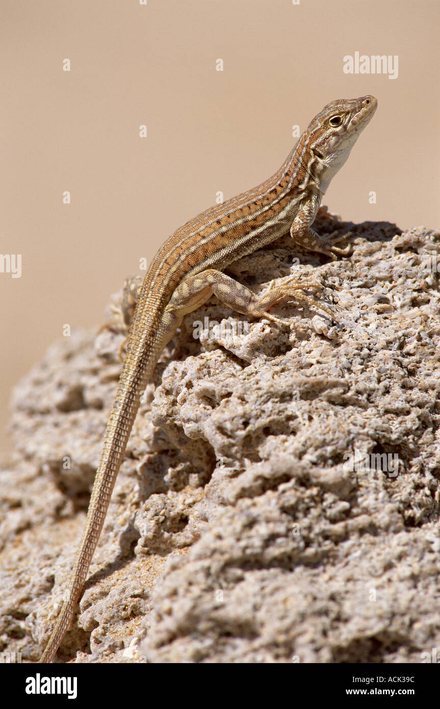 Spiny footed lizard basking Acanthodactylus erythrurus Spain Stock ...