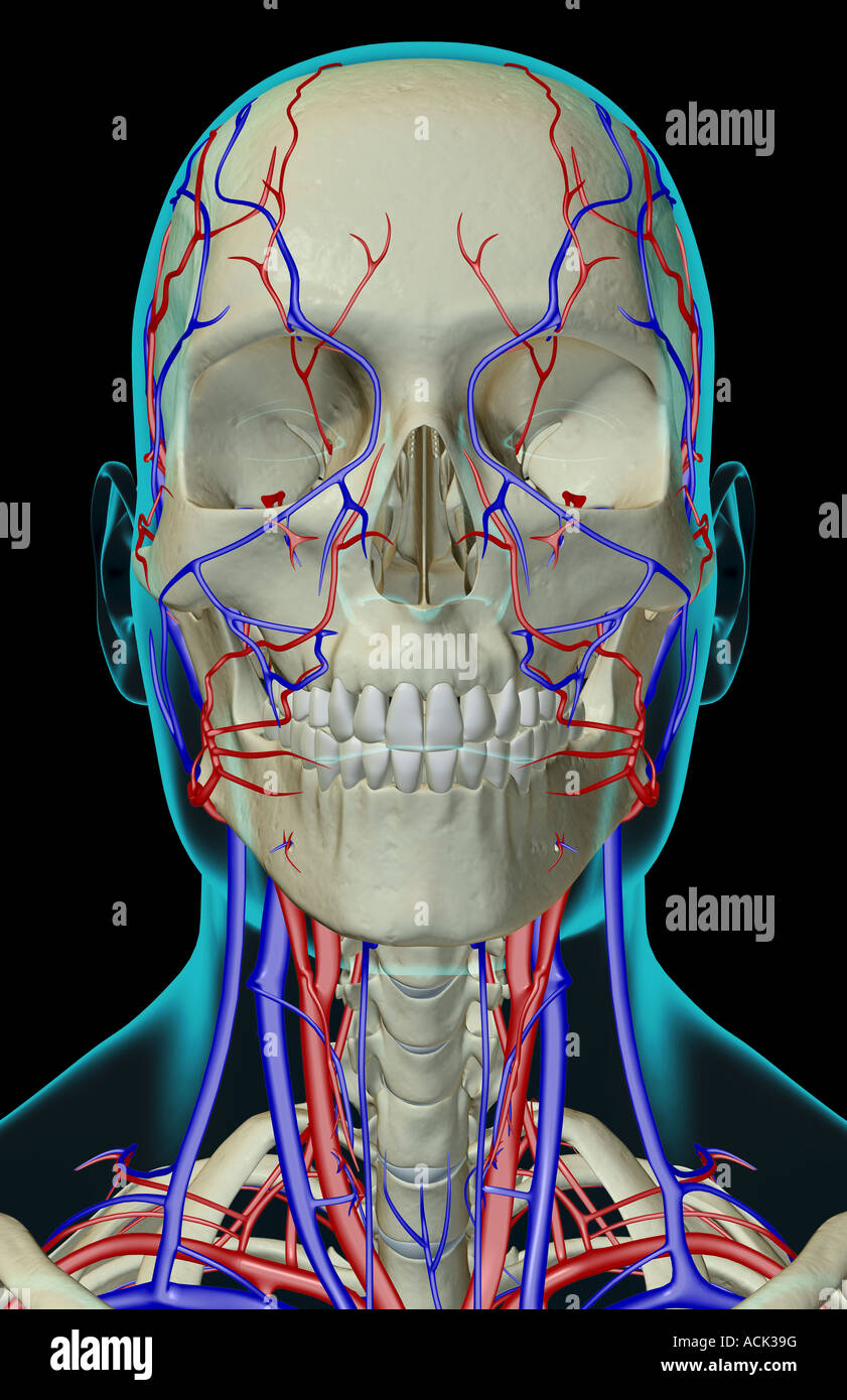 The blood supply of the head neck and face Stock Photo - Alamy