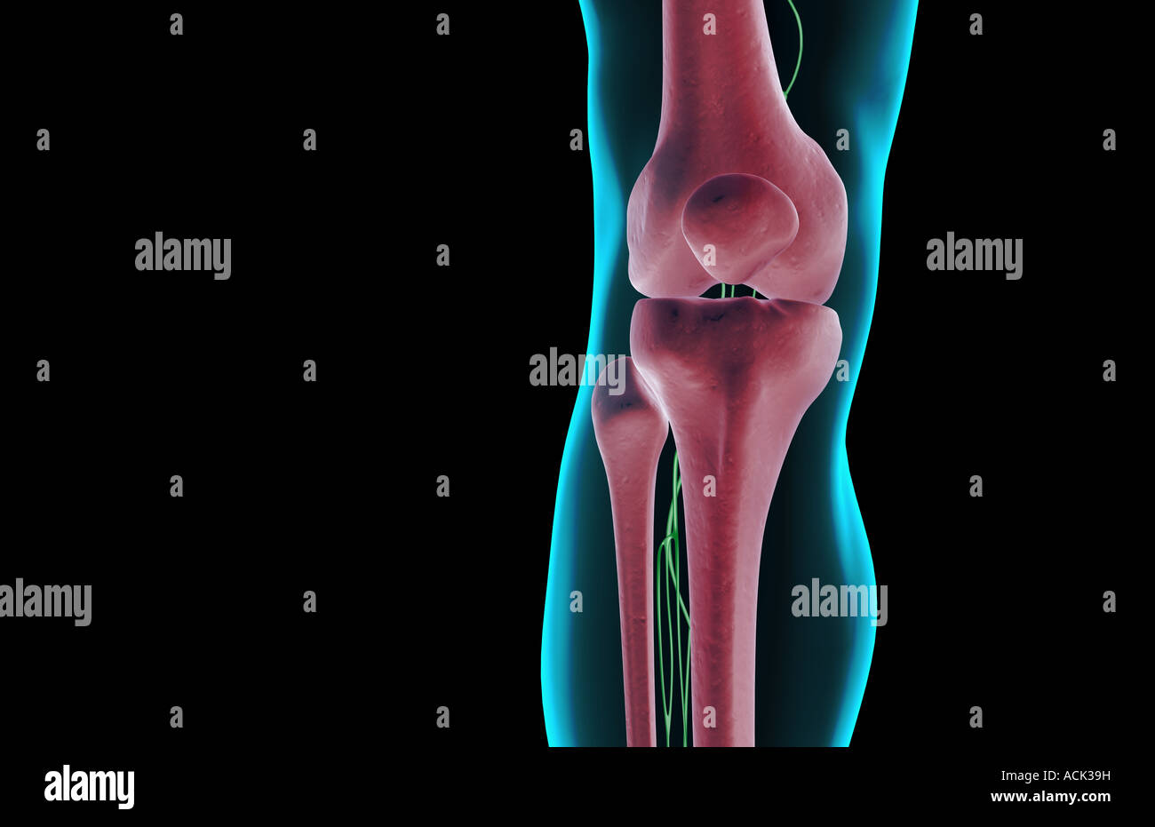 The lymph supply of the knee Stock Photo - Alamy