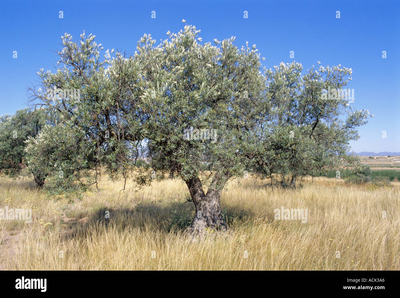 Olive tree Olea europaea Spain Stock Photo - Alamy