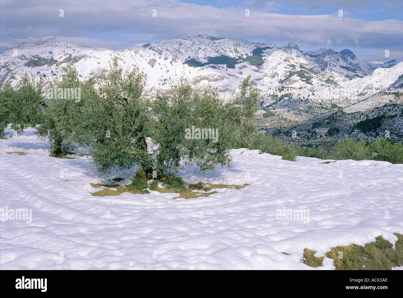 Olive olea europaea tree with fruit hi-res stock photography and images ...