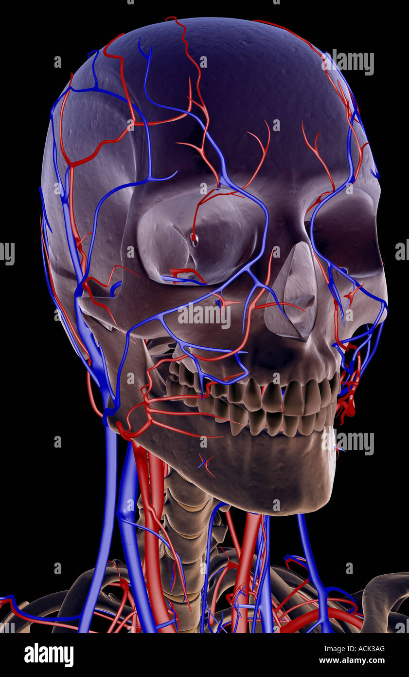 Blood supply head neck hi-res stock photography and images - Alamy