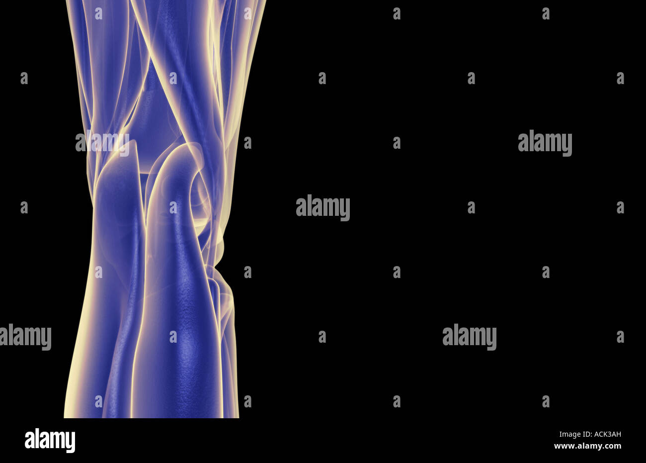 The muscles of the knee Stock Photo - Alamy