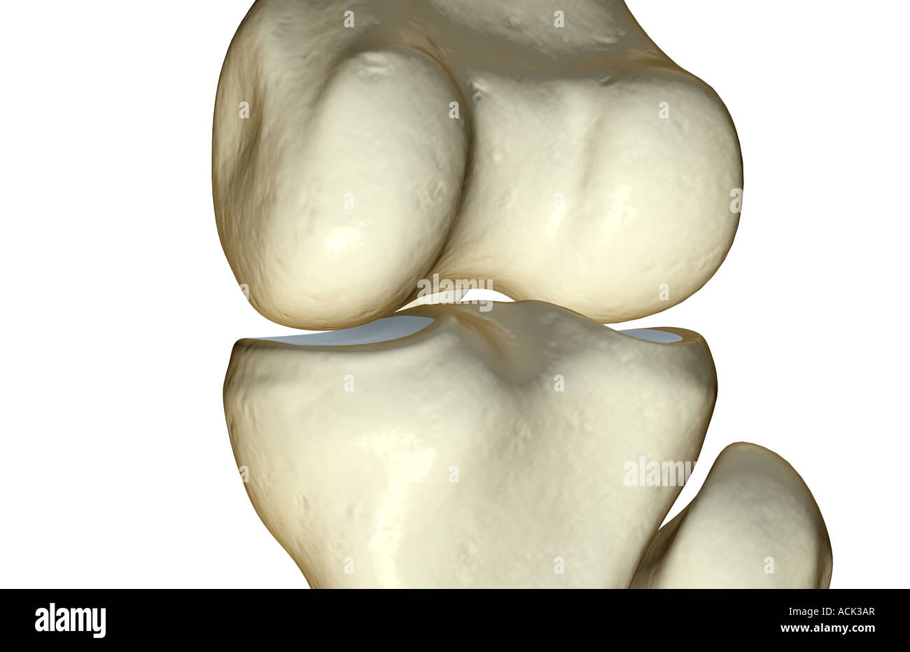 The bones of the knee Stock Photo - Alamy