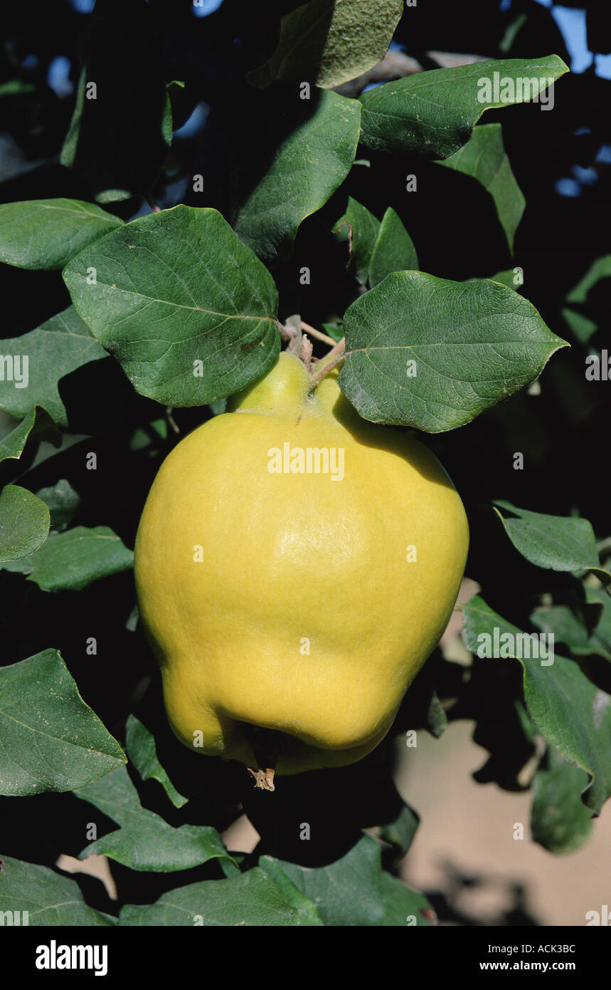 Quince fruit ripening on tree Cydonia oblonga Spain Stock Photo - Alamy